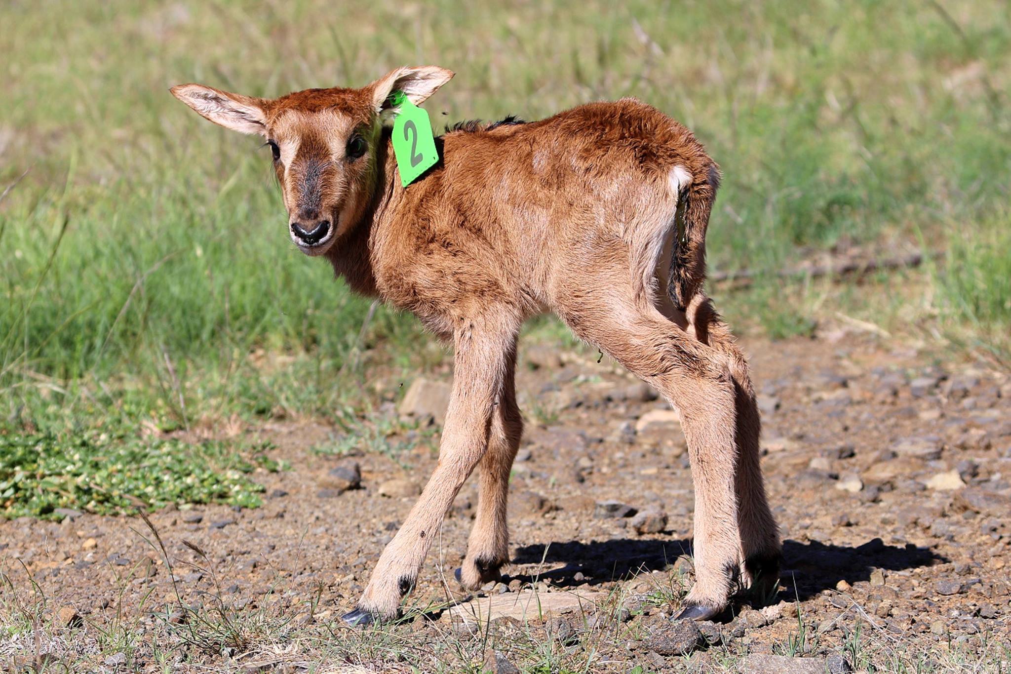 Game Breeders - Hatari Farming