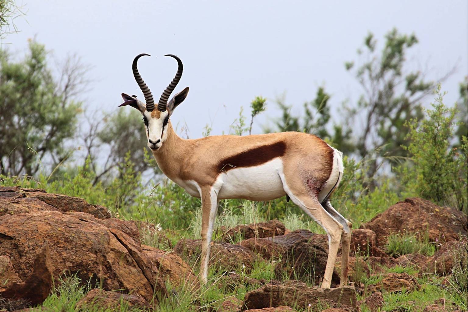 Game Breeders - Hatari Farming