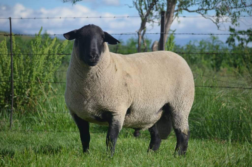 Suffolk Sheep Breeders - Hatari Farming