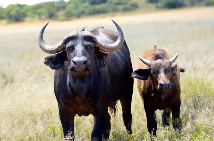 Game Breeders - Hatari Farming