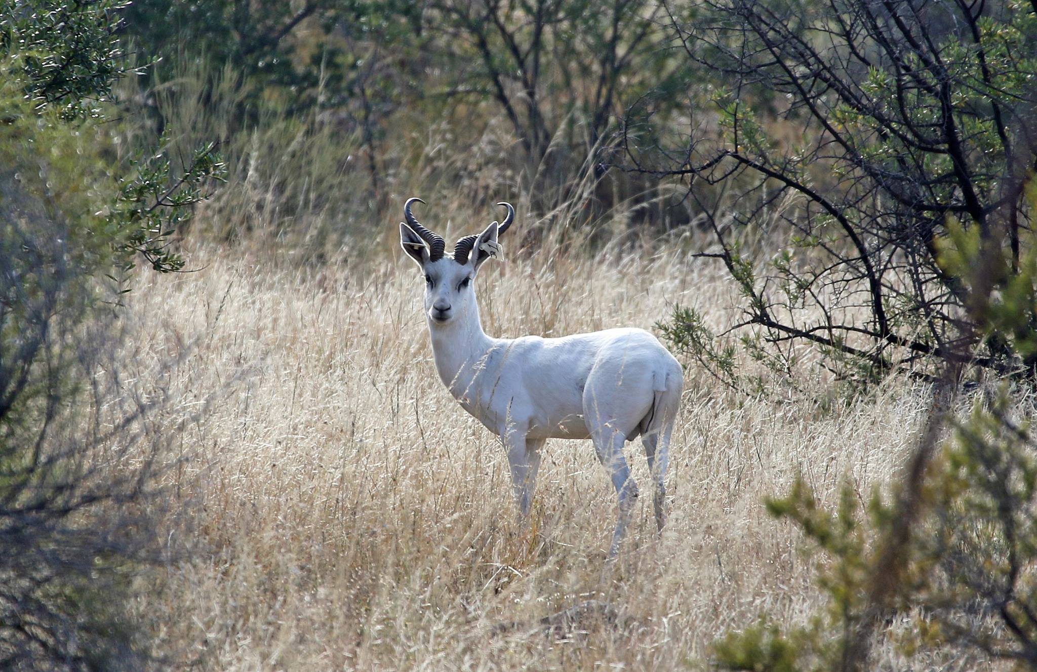 Game Breeders - Hatari Farming