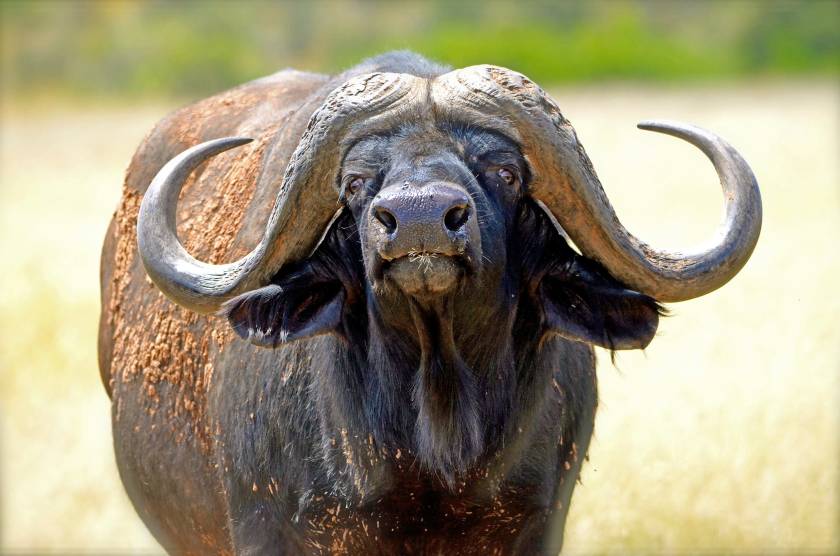 Game Breeders - Hatari Farming