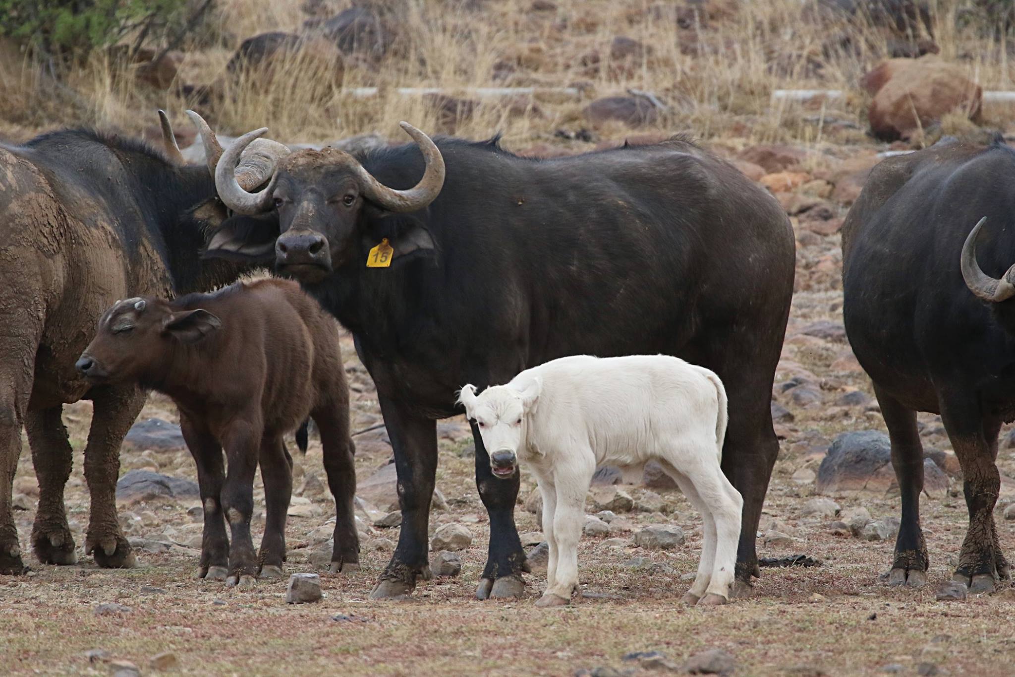 Game Breeders - Hatari Farming