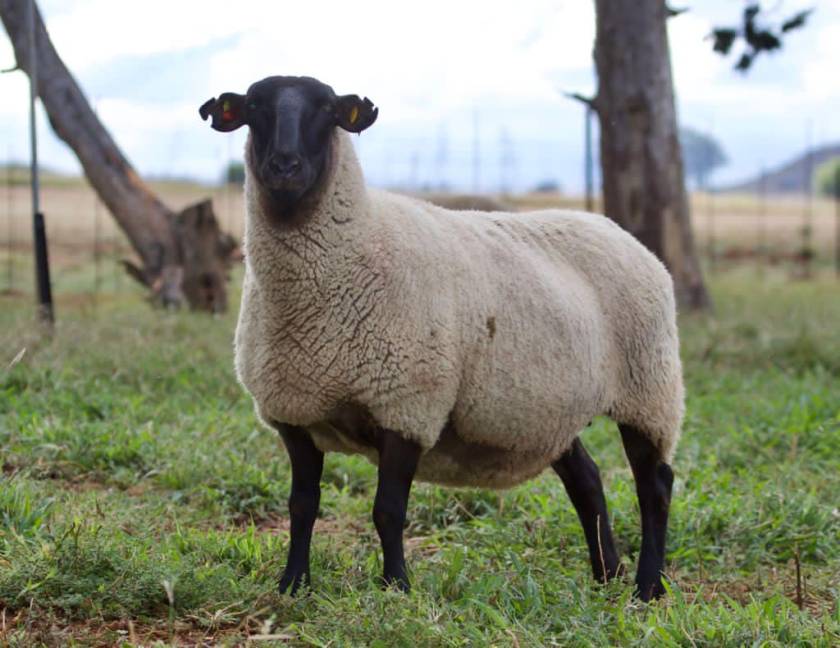 Suffolk Sheep Breeders - Hatari Farming