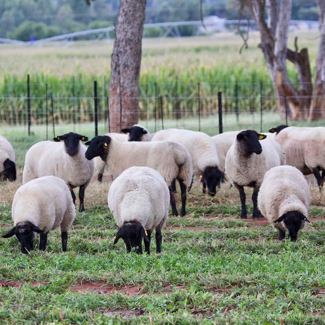 Suffolk Sheep Breeders - Hatari Farming