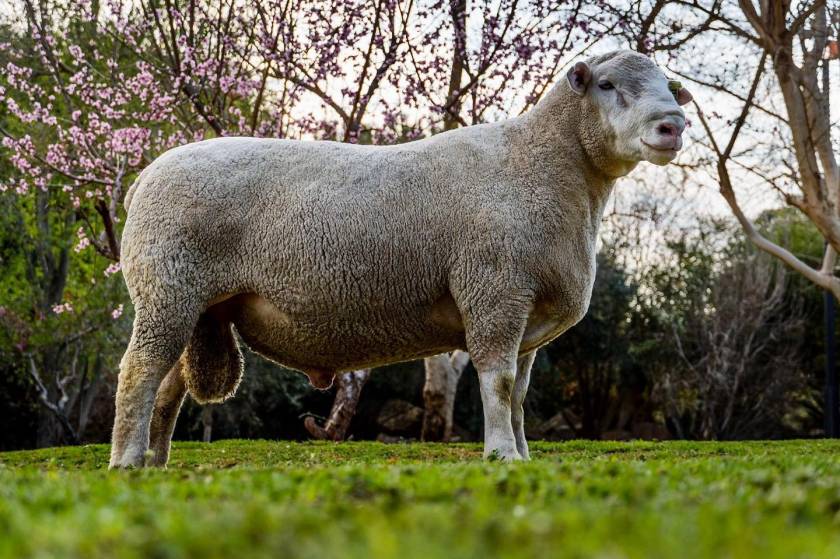 Tyd vir Oorlog | SA Rekordhouer Dormerram