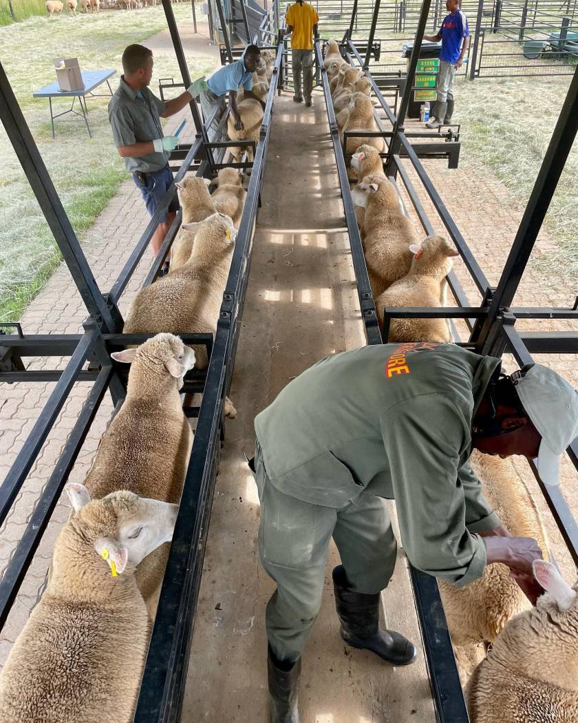 What To Consider If You Want To AI Sheep - Hatari Farming