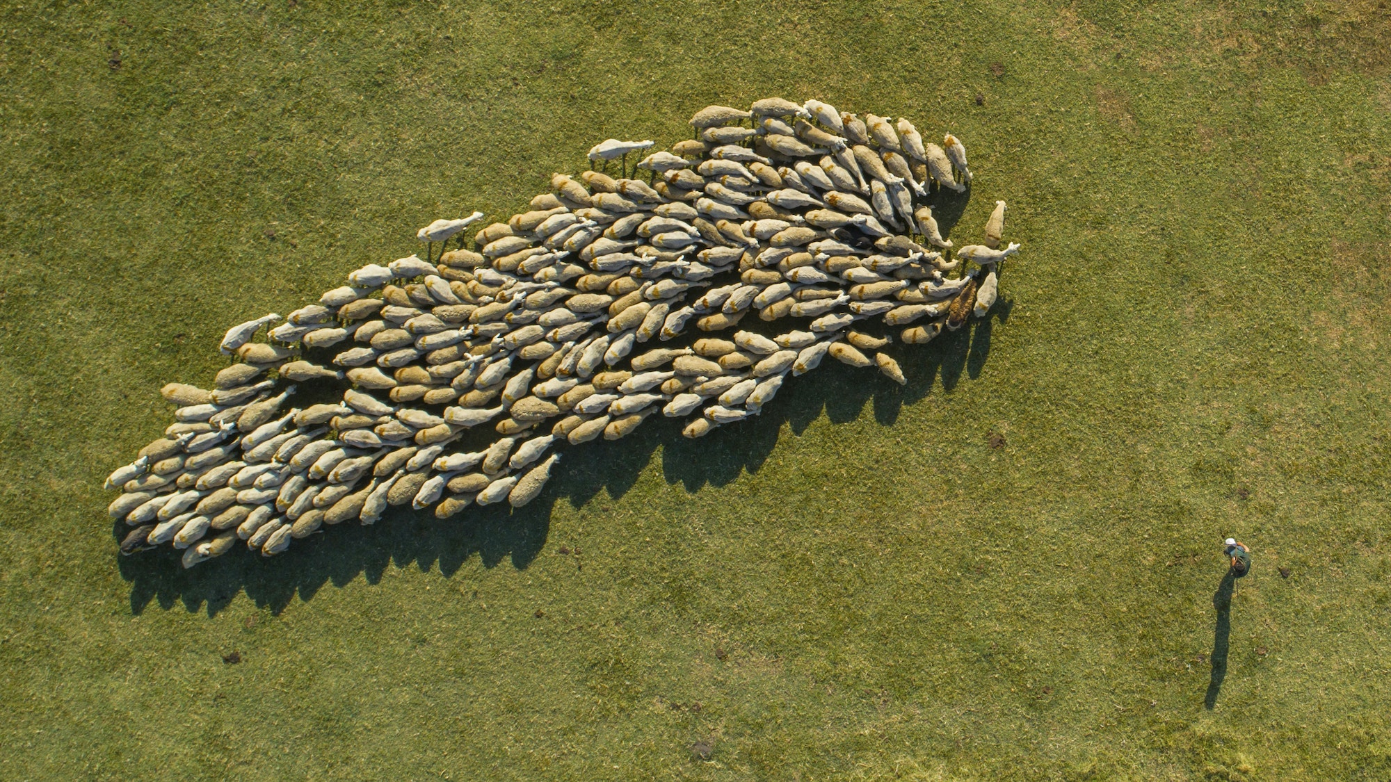 Tips for a Successful Breeding Season - Hatari Farming