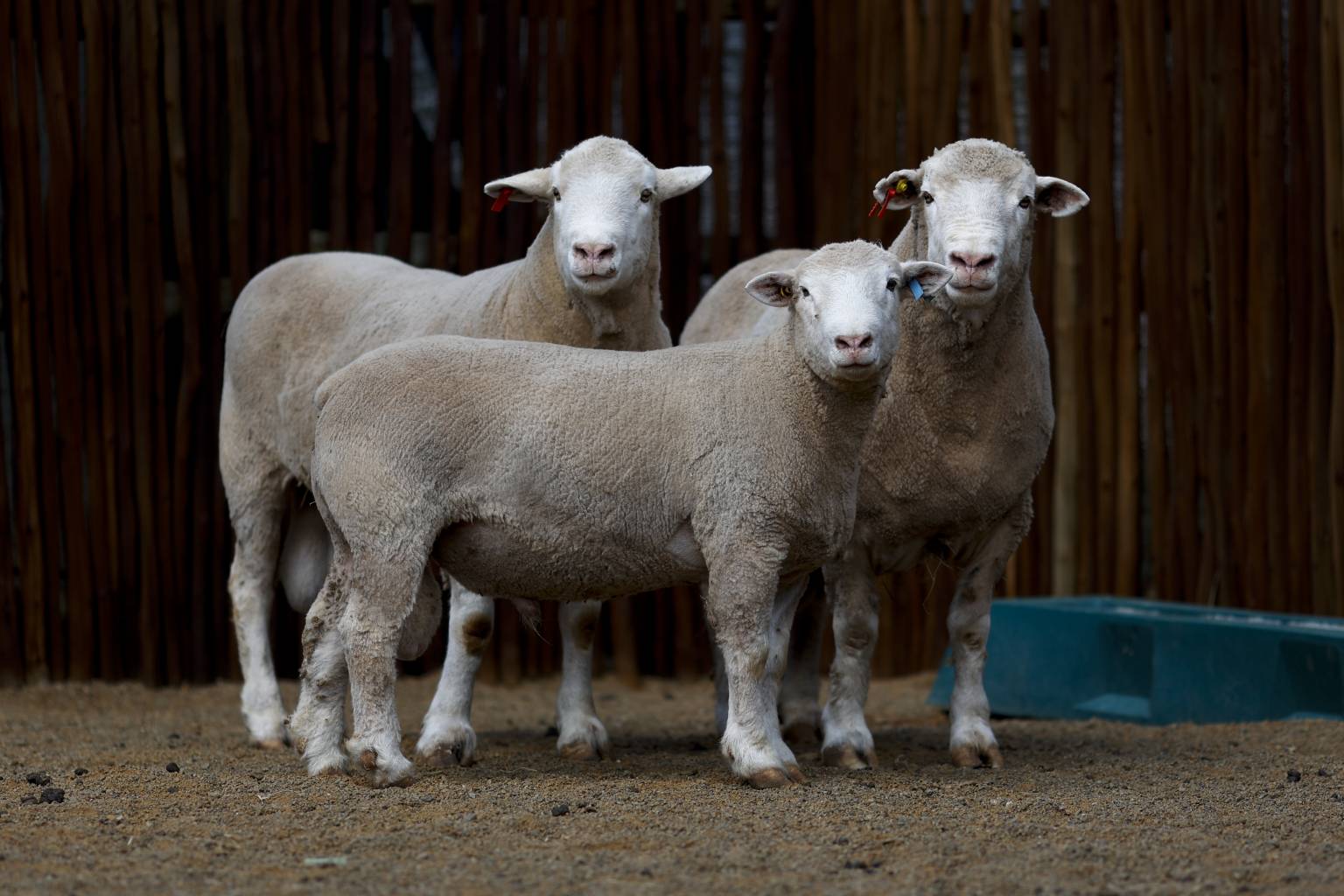 Dormer Breeders - Hatari Farming