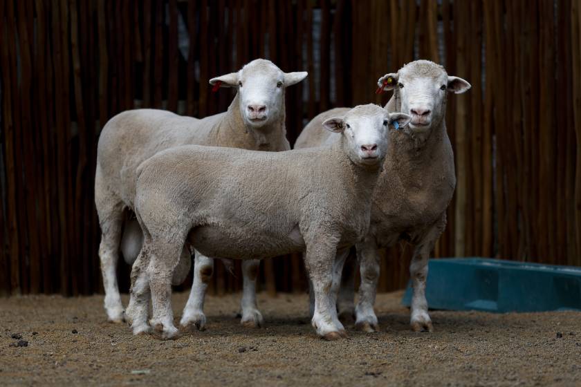 Dormer Breeders - Hatari Farming