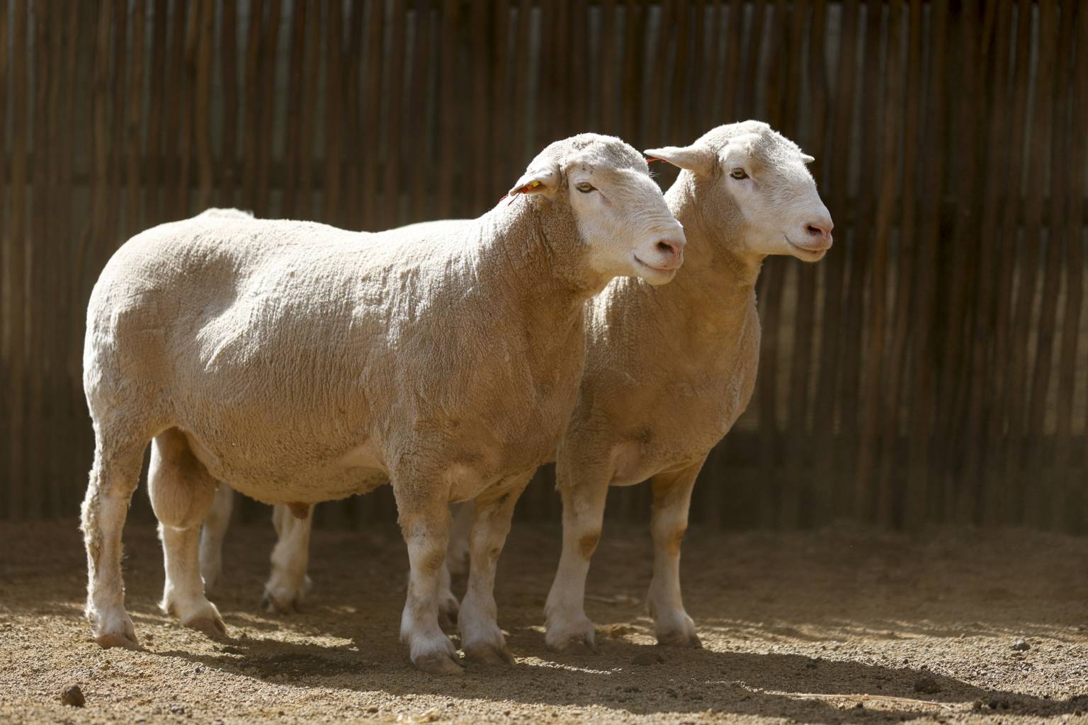When to Separate Ram Lambs from Ewes - Hatari Farming