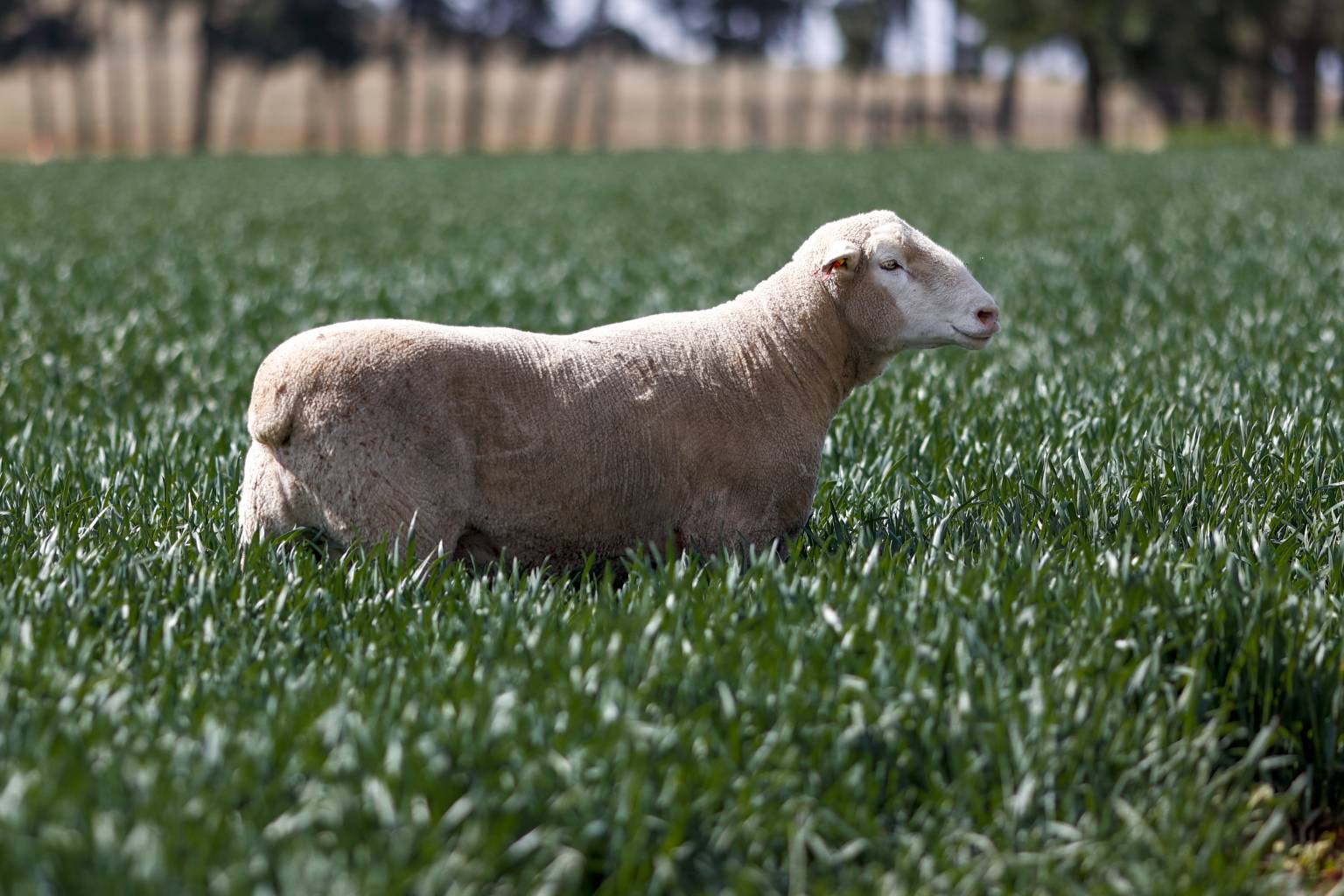 Dormer Breeders - Hatari Farming