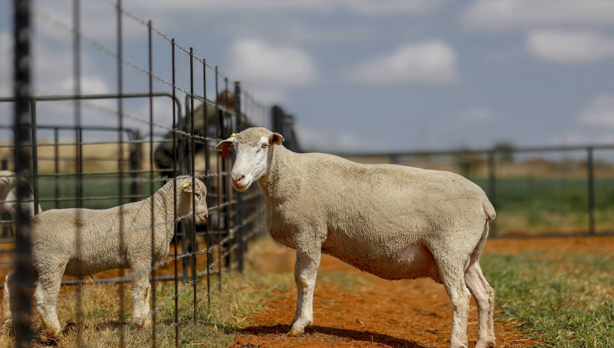 Dormer Breeders - Hatari Farming