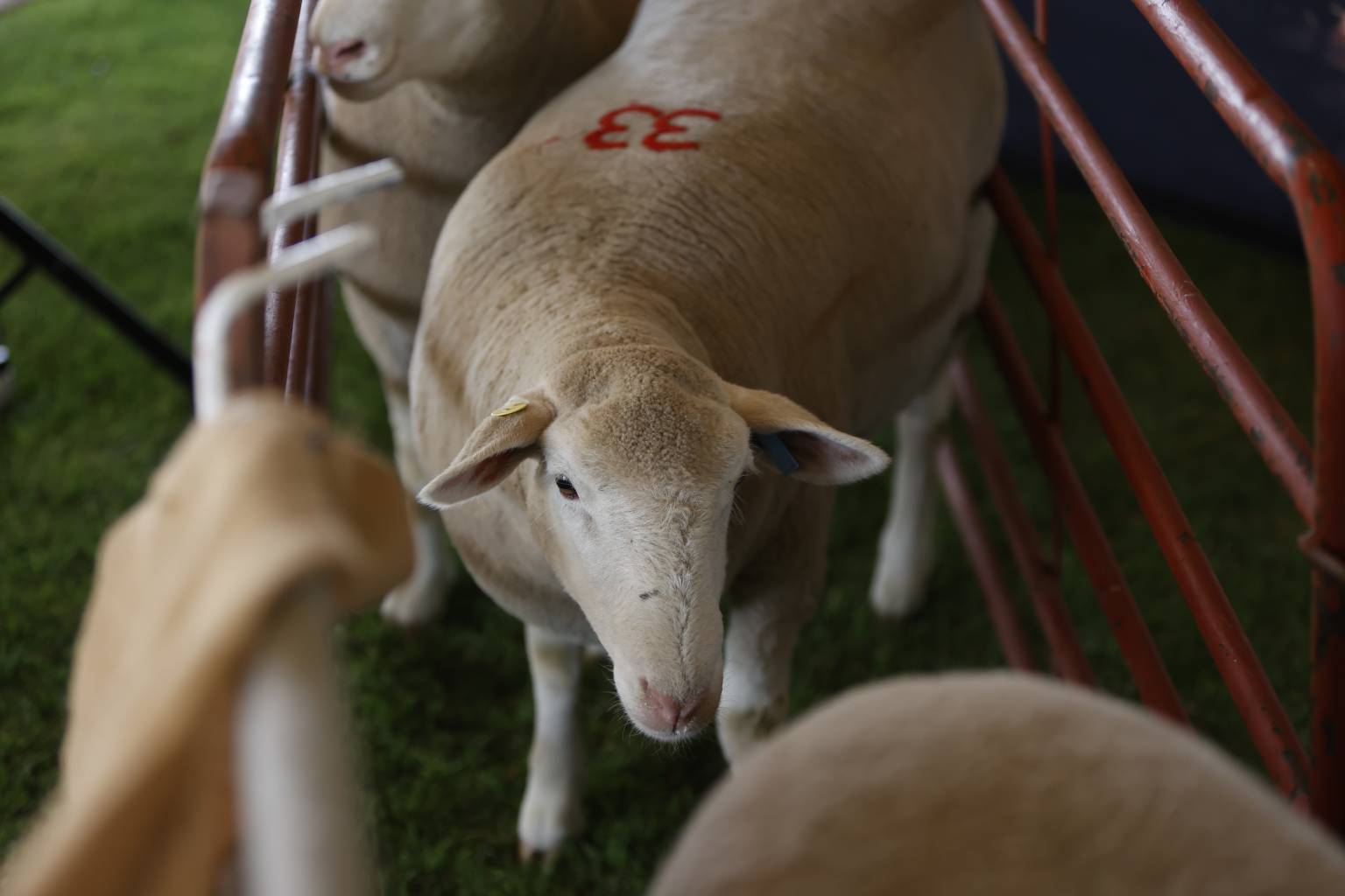 Dormer Breeders - Hatari Farming
