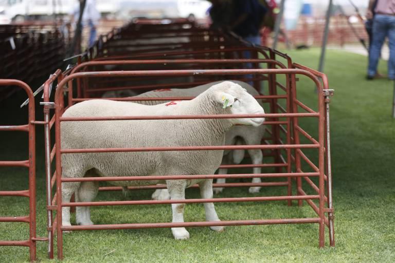 Dormer Breeders - Hatari Farming