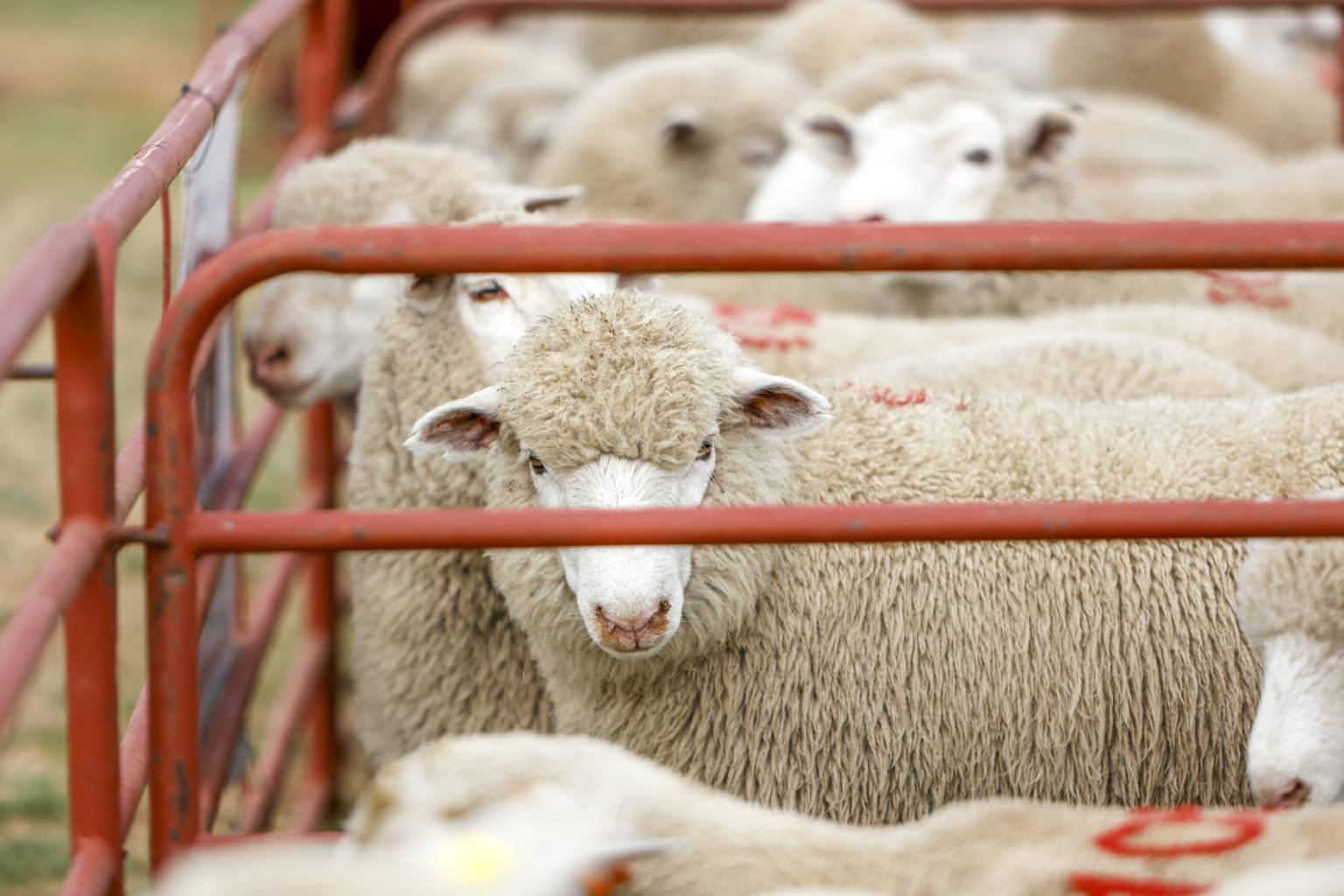 Dormer Breeders - Hatari Farming