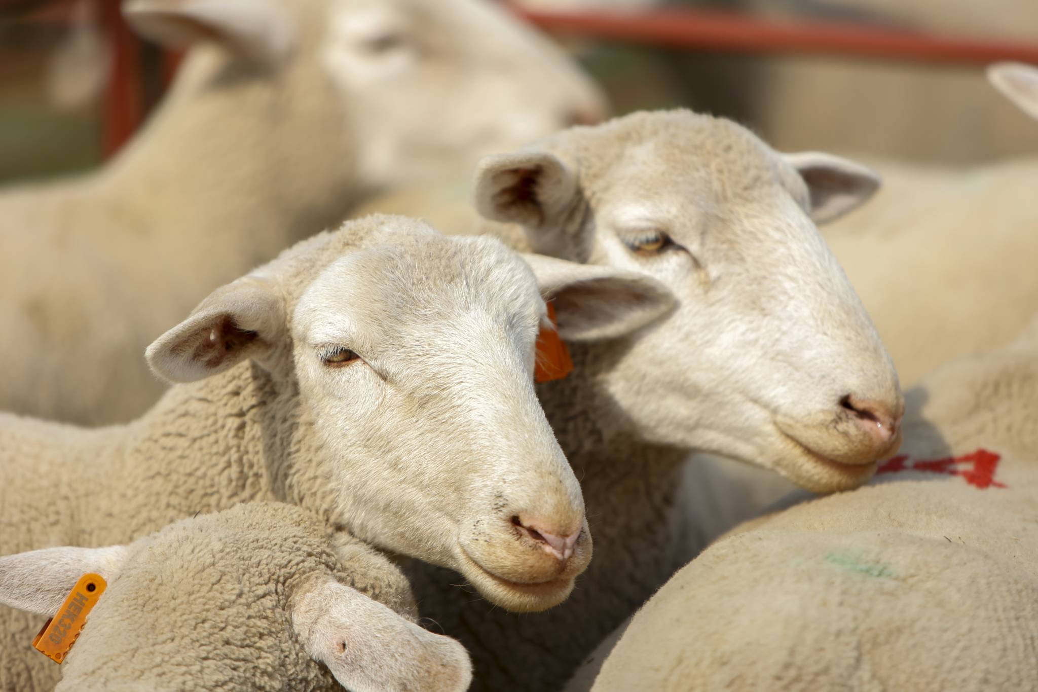 Dormer Breeders - Hatari Farming