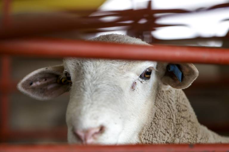 Dormer Breeders - Hatari Farming