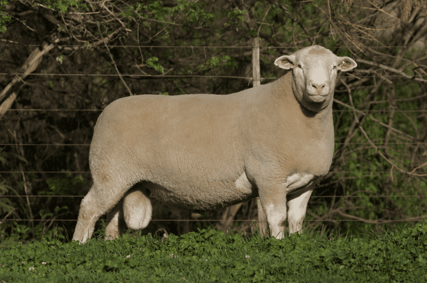 Dormer Breeders - Hatari Farming